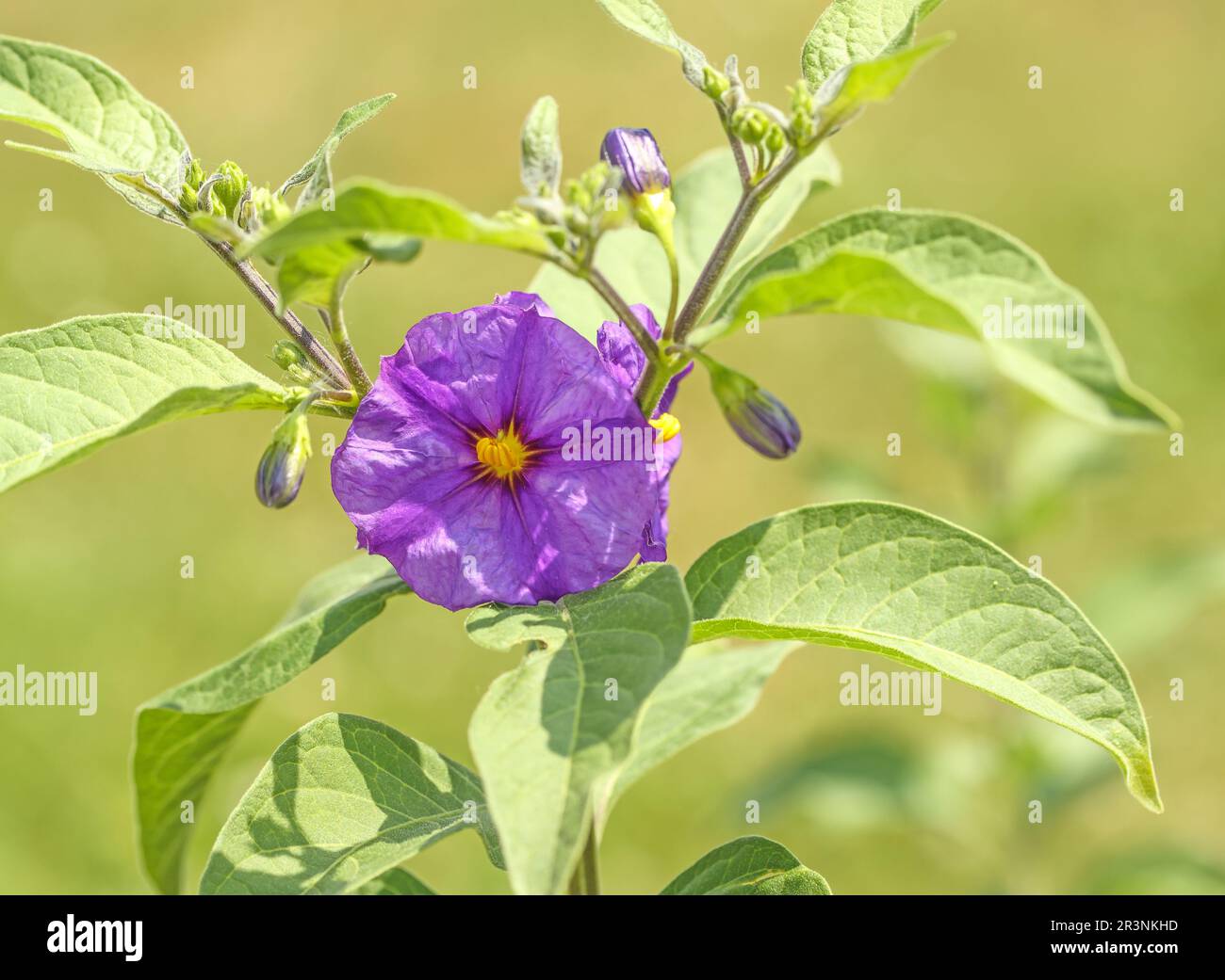 Solanum rantonnetii hi-res stock photography and images - Alamy