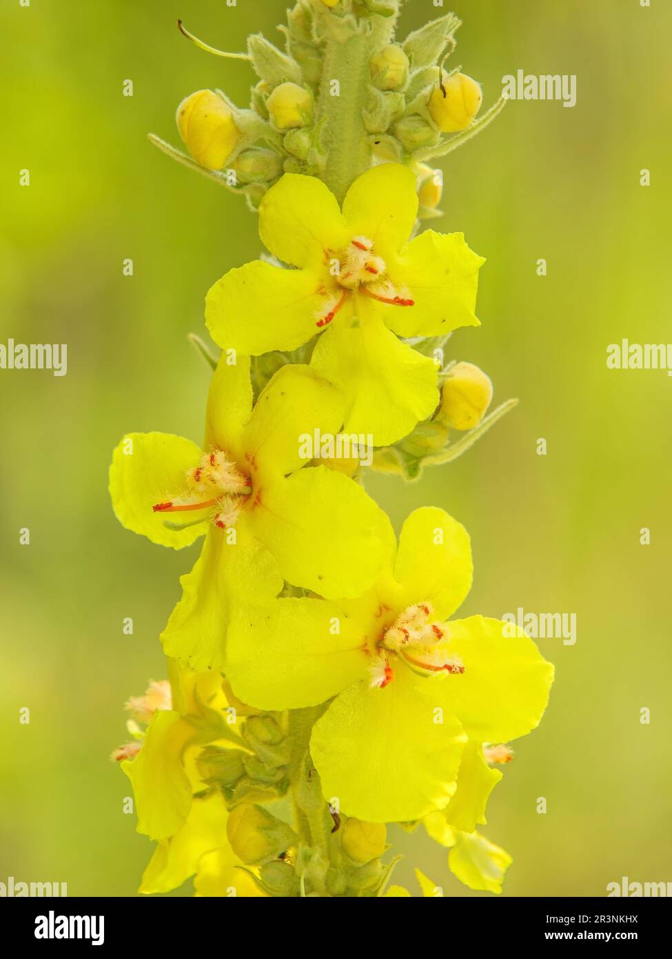 Large-flowered mullein 'Verbascum densiflorum Stock Photo - Alamy