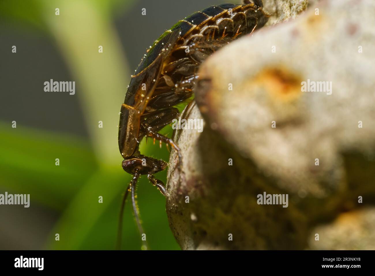 Side view of a rare oil beetle insect that can be poisonous Stock Photo ...