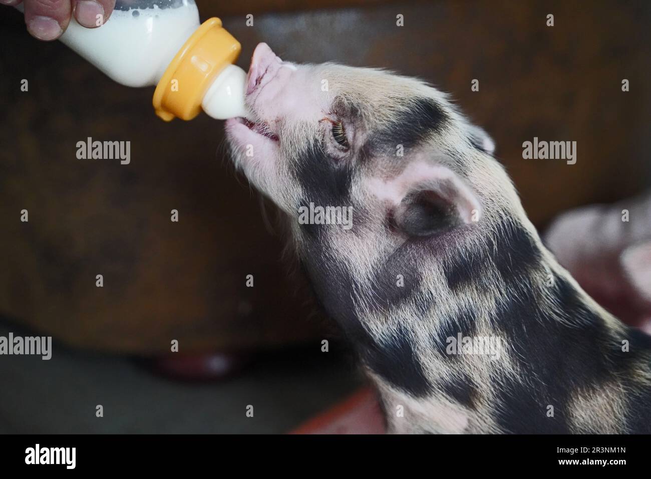 Mini pig care hi-res stock photography and images - Alamy
