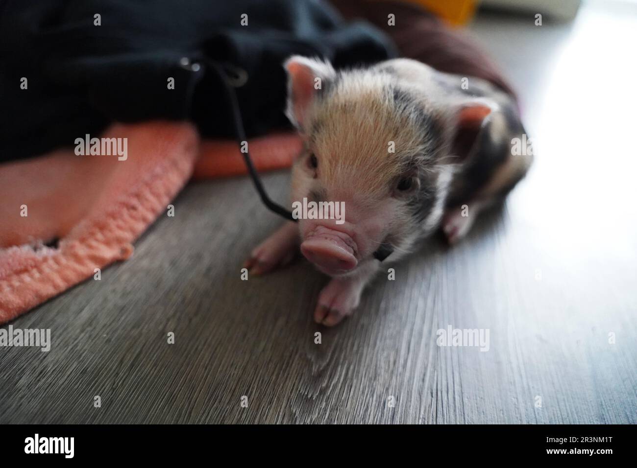 Mini ribbon hi-res stock photography and images - Alamy