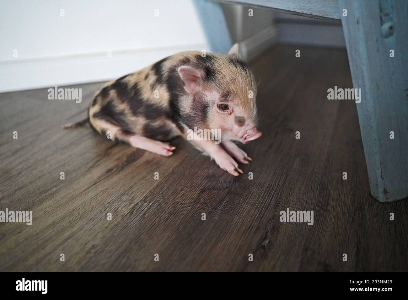 Pied mini baby pig in hand rearing Stock Photo - Alamy