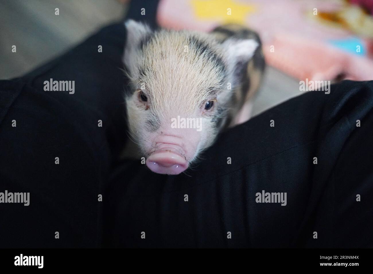 Rearing of animals hi-res stock photography and images - Alamy