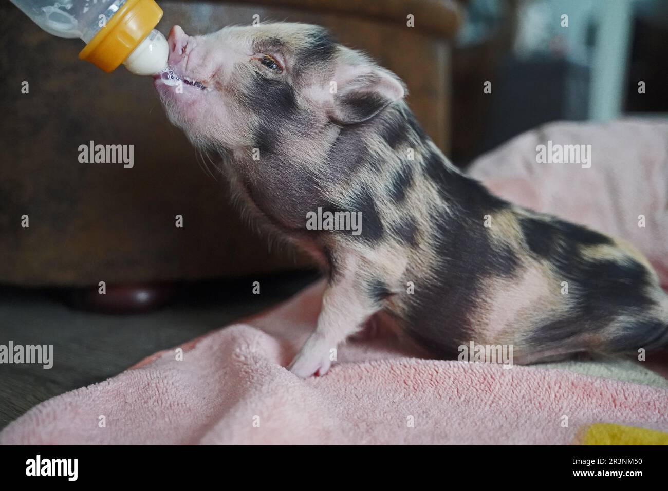 Pied mini baby pig in hand rearing Stock Photo - Alamy