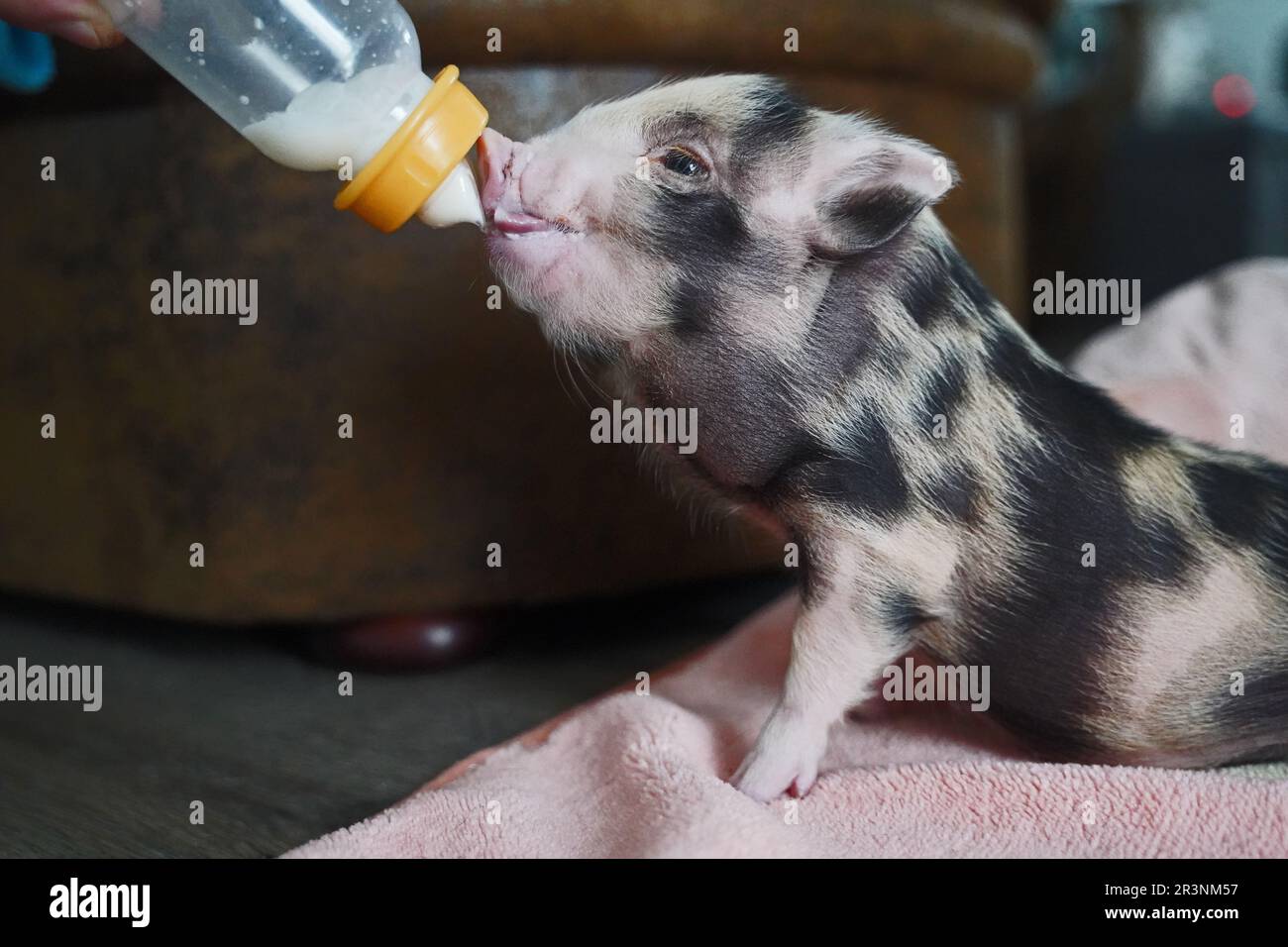 Pied mini baby pig in hand rearing Stock Photo - Alamy
