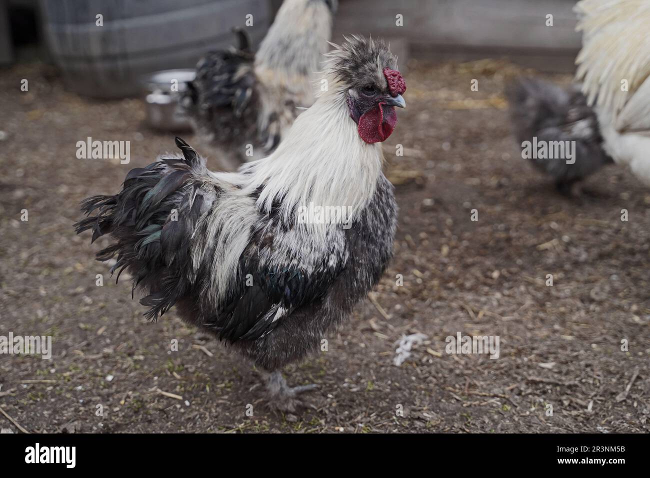 Mini chickens hi-res stock photography and images - Alamy