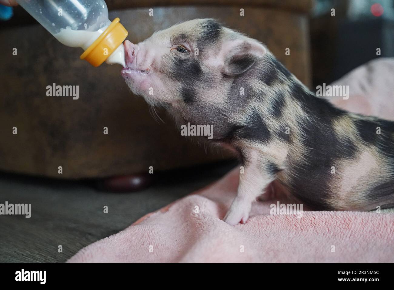 Mini pig care hi-res stock photography and images - Alamy