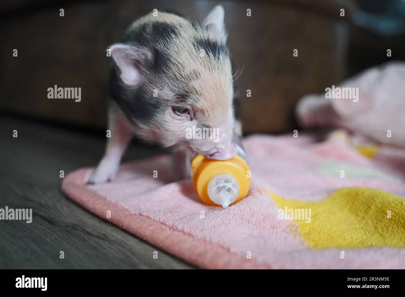 Pied mini baby pig in hand rearing Stock Photo - Alamy