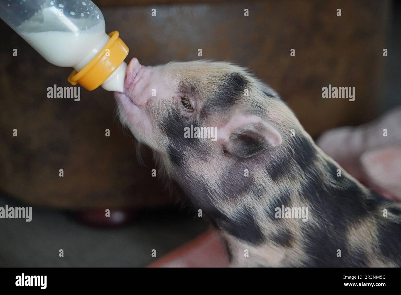 Pied mini baby pig in hand rearing Stock Photo - Alamy