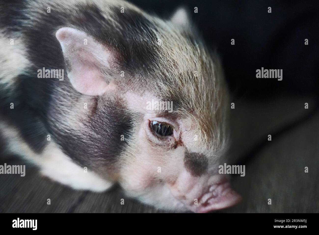Cerdo puerco hi-res stock photography and images - Alamy