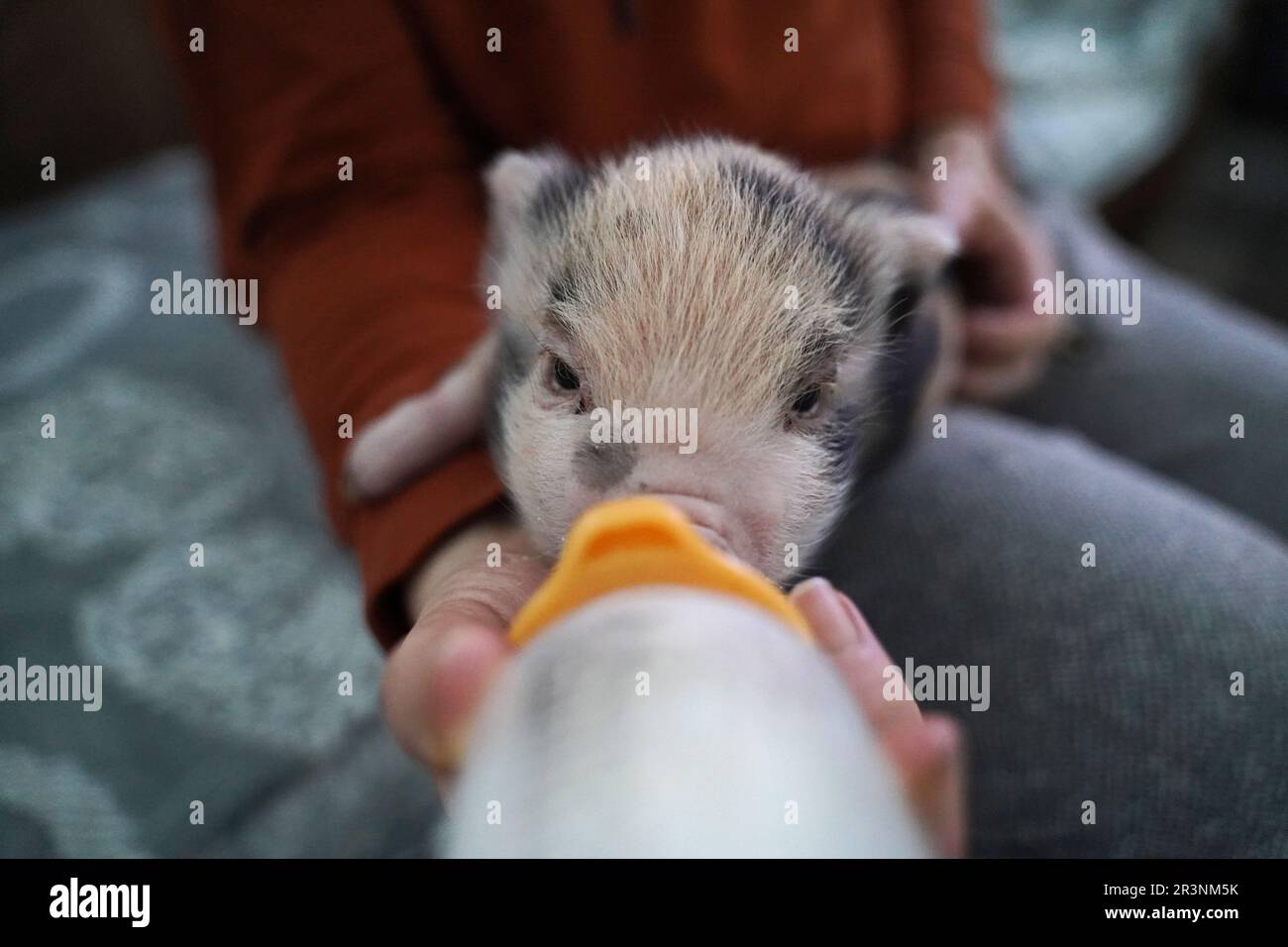 Pied mini baby pig in hand rearing Stock Photo - Alamy