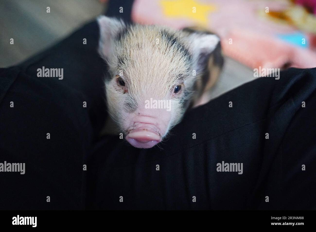 Pied mini baby pig in hand rearing Stock Photo - Alamy