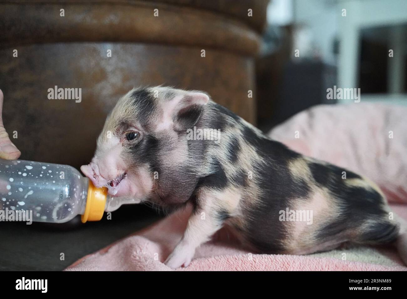 Pied mini baby pig in hand rearing Stock Photo - Alamy