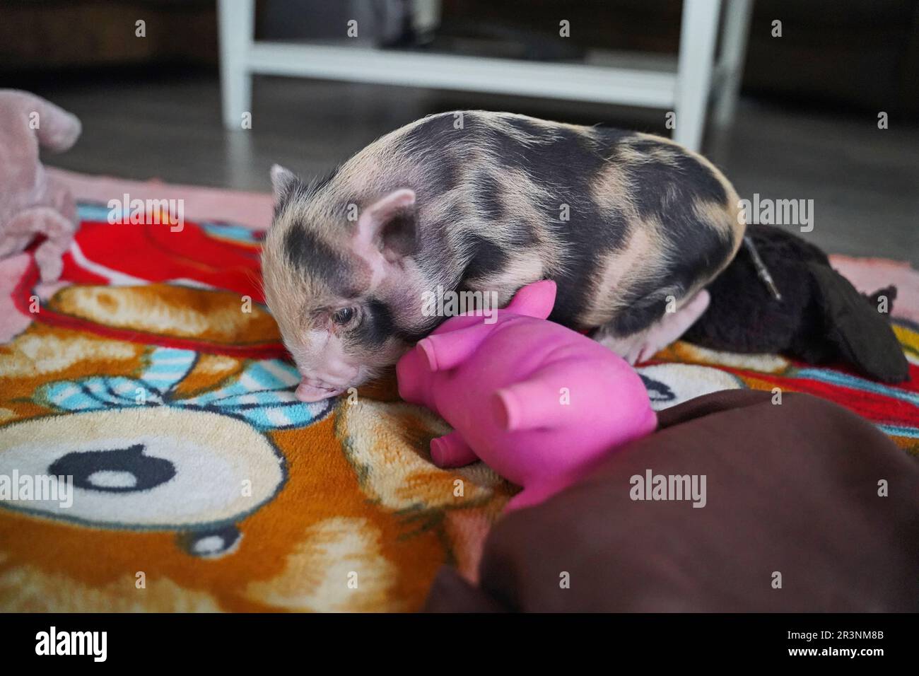 Pied mini baby pig in hand rearing Stock Photo - Alamy