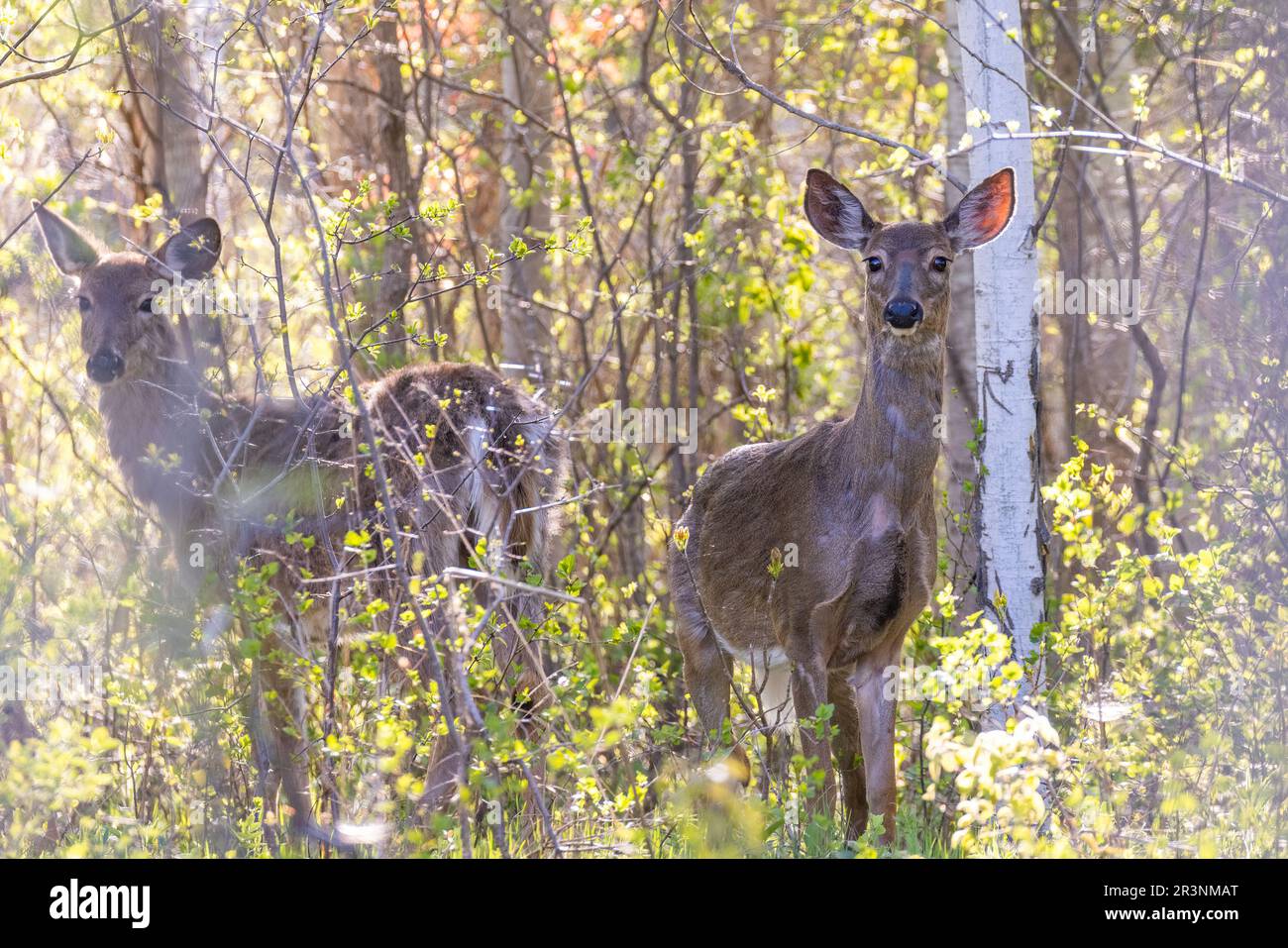 white-tailed deer (Odocoileus virginianus) in spring Stock Photo - Alamy