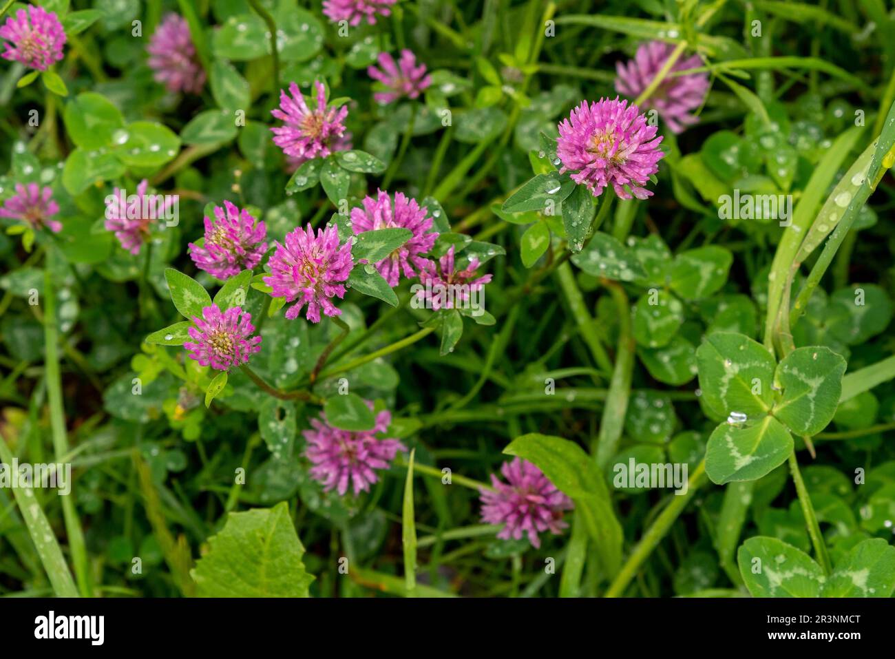 Pink flowering clover in meadow after rain shower, selective focus ...