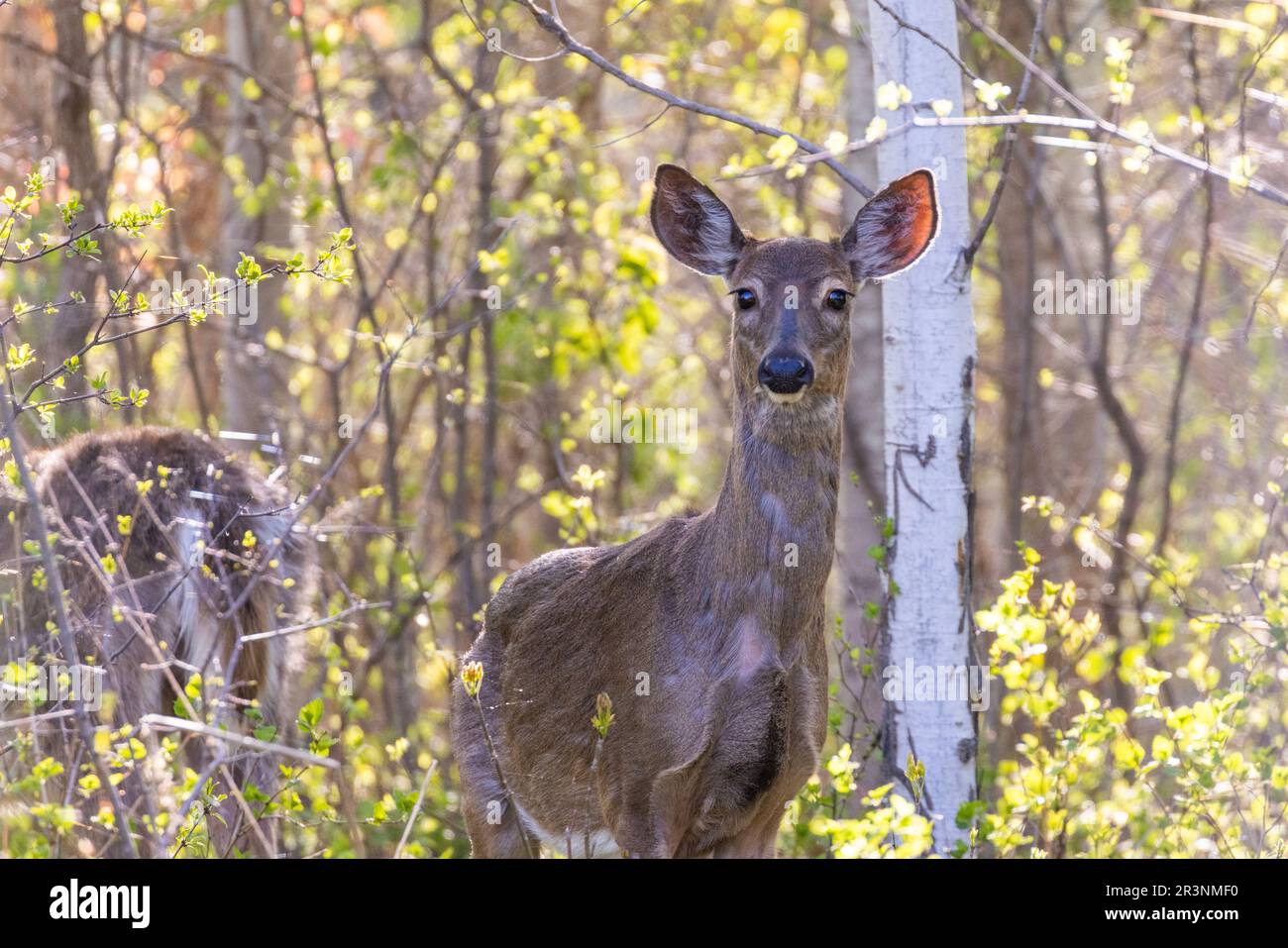 white-tailed deer (Odocoileus virginianus) in spring Stock Photo - Alamy