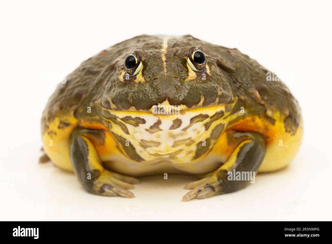 African Bull Frog ( Pyxicephalus adsperus edulis) Pixie Frog isolated ...