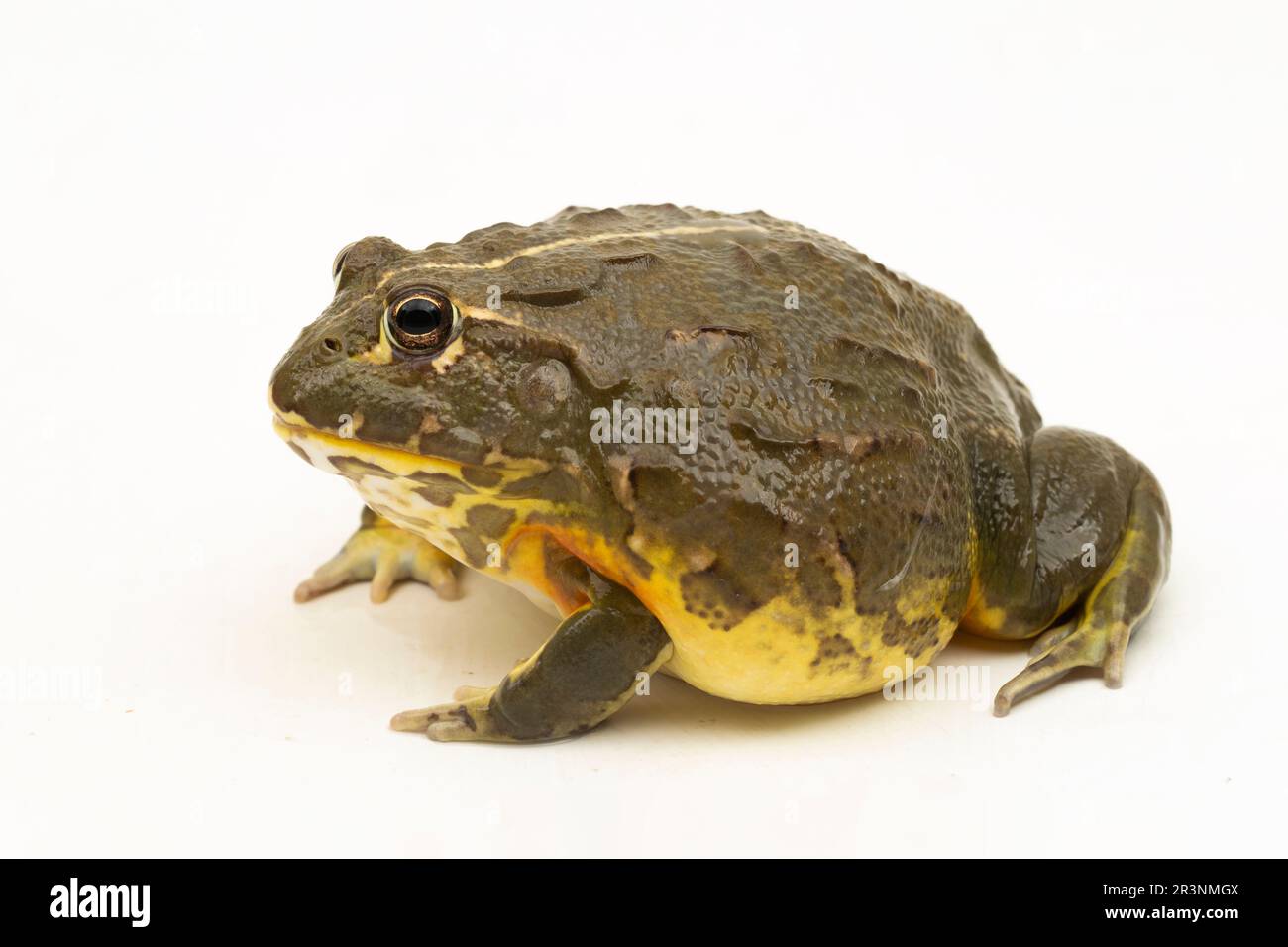 African Bull Frog ( Pyxicephalus adsperus edulis) Pixie Frog isolated ...