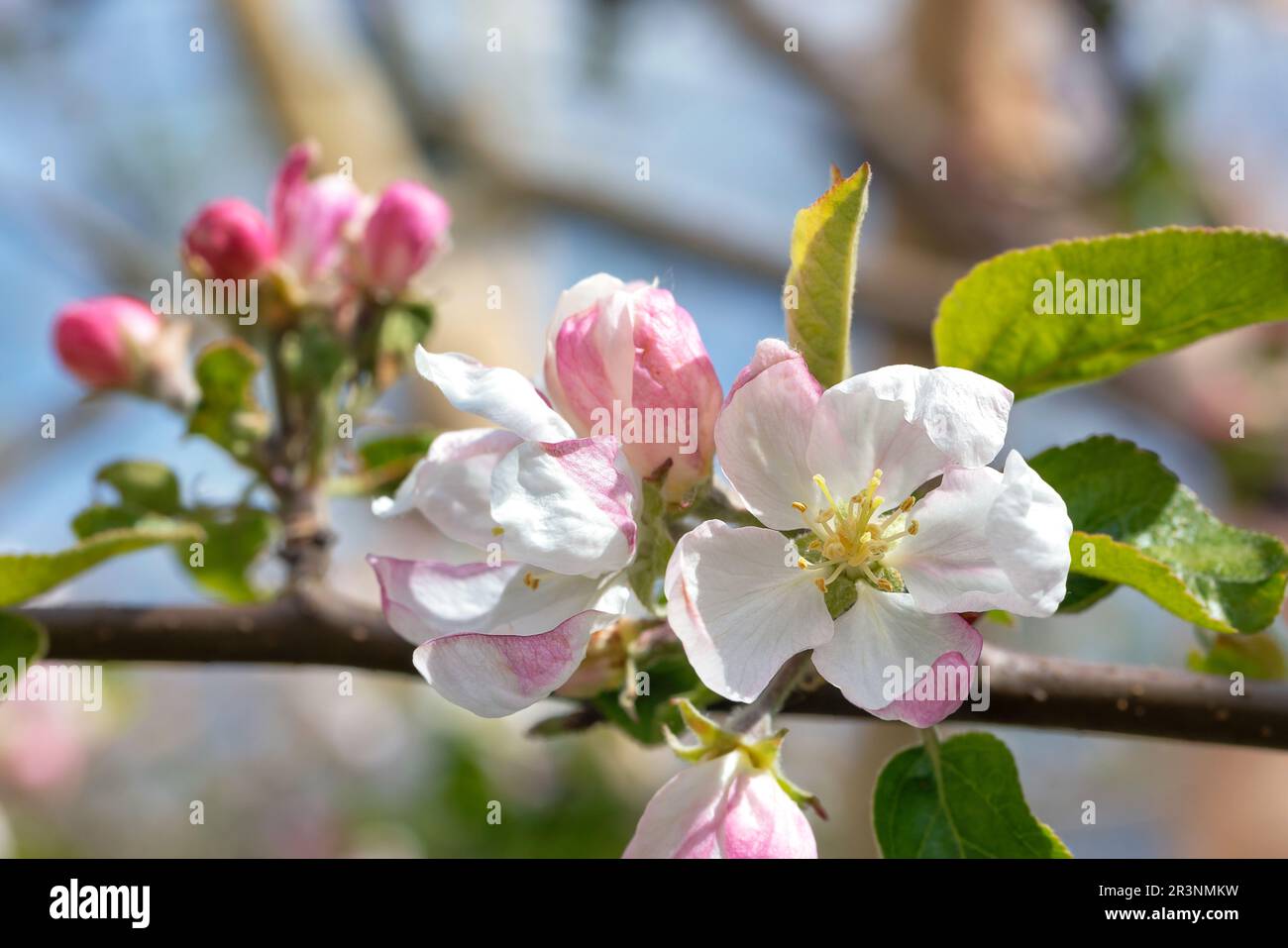Opening apple blossom on a blurred background of a tree branch and ...