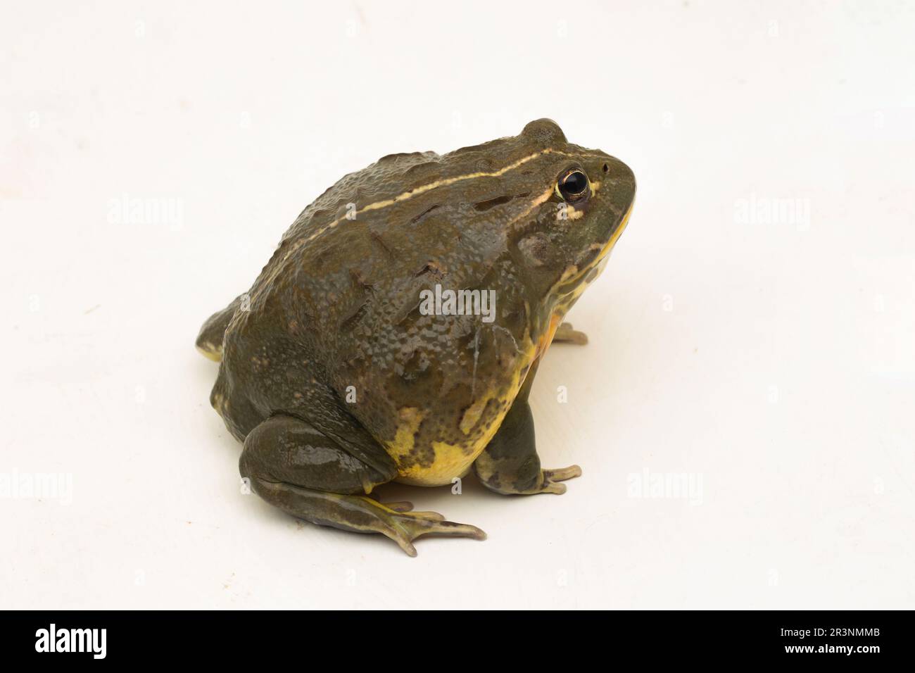African Bull Frog ( Pyxicephalus adsperus edulis) Pixie Frog isolated ...