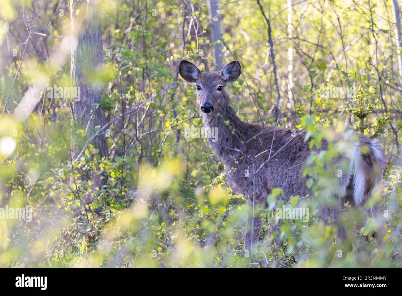 White tailed deer yearling hi-res stock photography and images - Alamy
