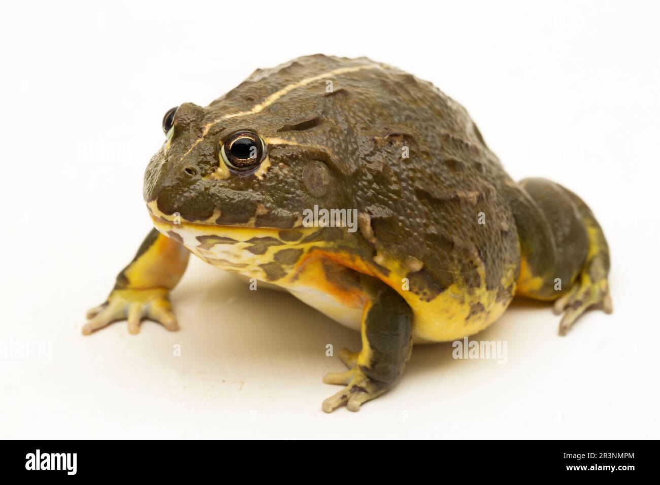 African Bull Frog ( Pyxicephalus adsperus edulis) Pixie Frog isolated ...