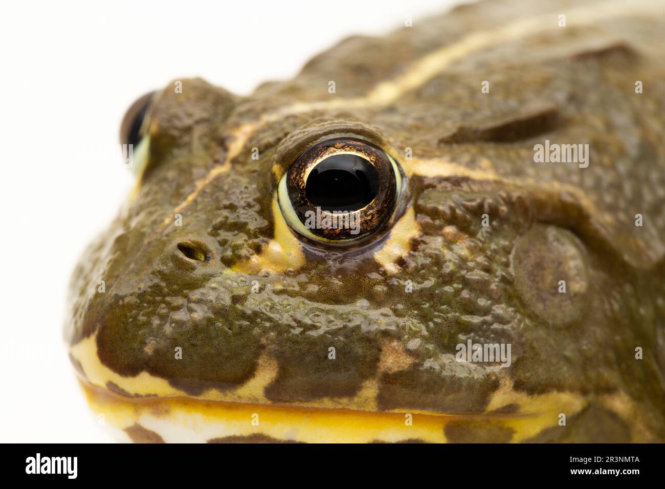 African Bull Frog ( Pyxicephalus adsperus edulis) Pixie Frog isolated ...