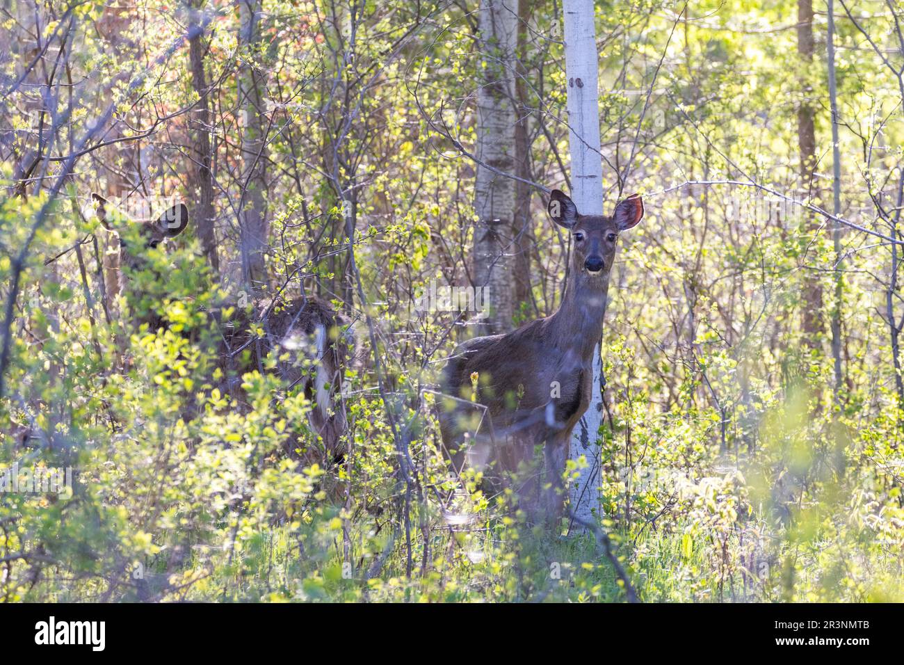 white-tailed deer (Odocoileus virginianus) in spring Stock Photo - Alamy