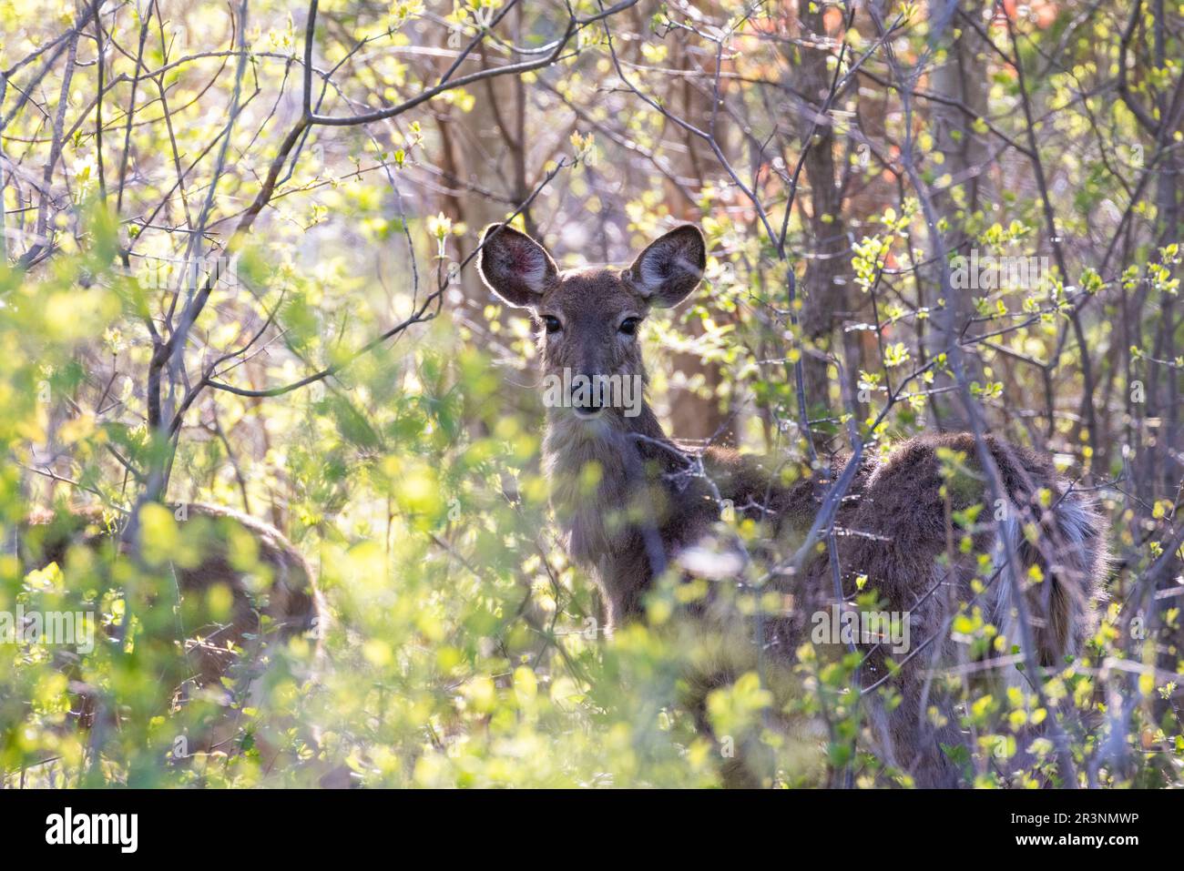 white-tailed deer (Odocoileus virginianus) in spring Stock Photo - Alamy