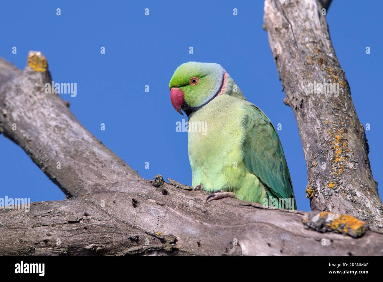 Ring necked or Rose necked parakeet soaking up the early summer sun ...