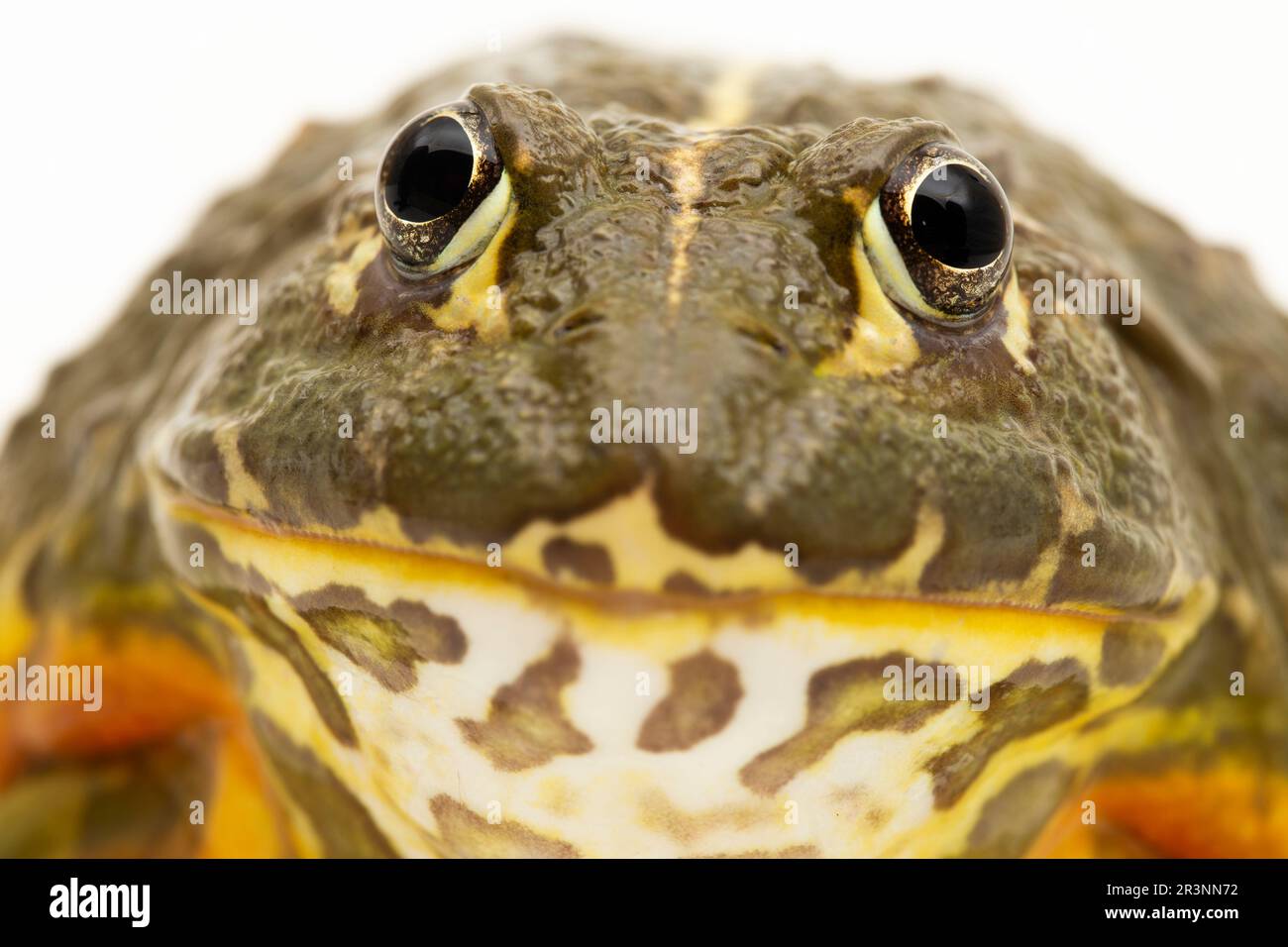 African Bull Frog ( Pyxicephalus adsperus edulis) Pixie Frog isolated ...