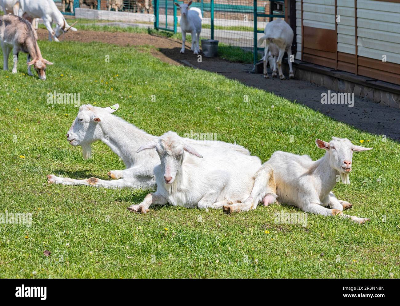 A herd of white goats without horns are resting on green grass against ...