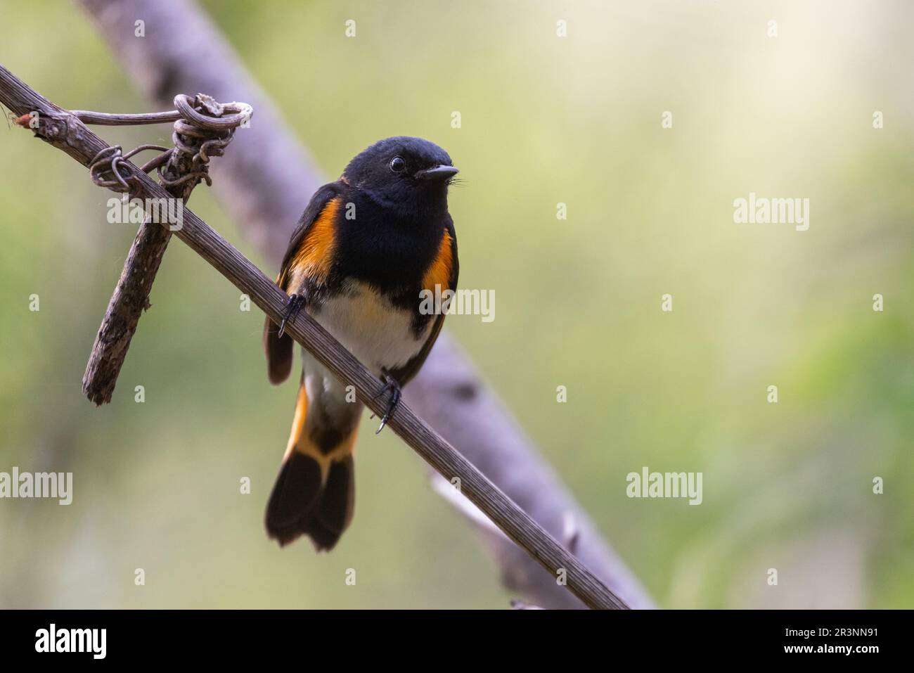 Male American redstart (Setophaga ruticilla) in spring Stock Photo - Alamy