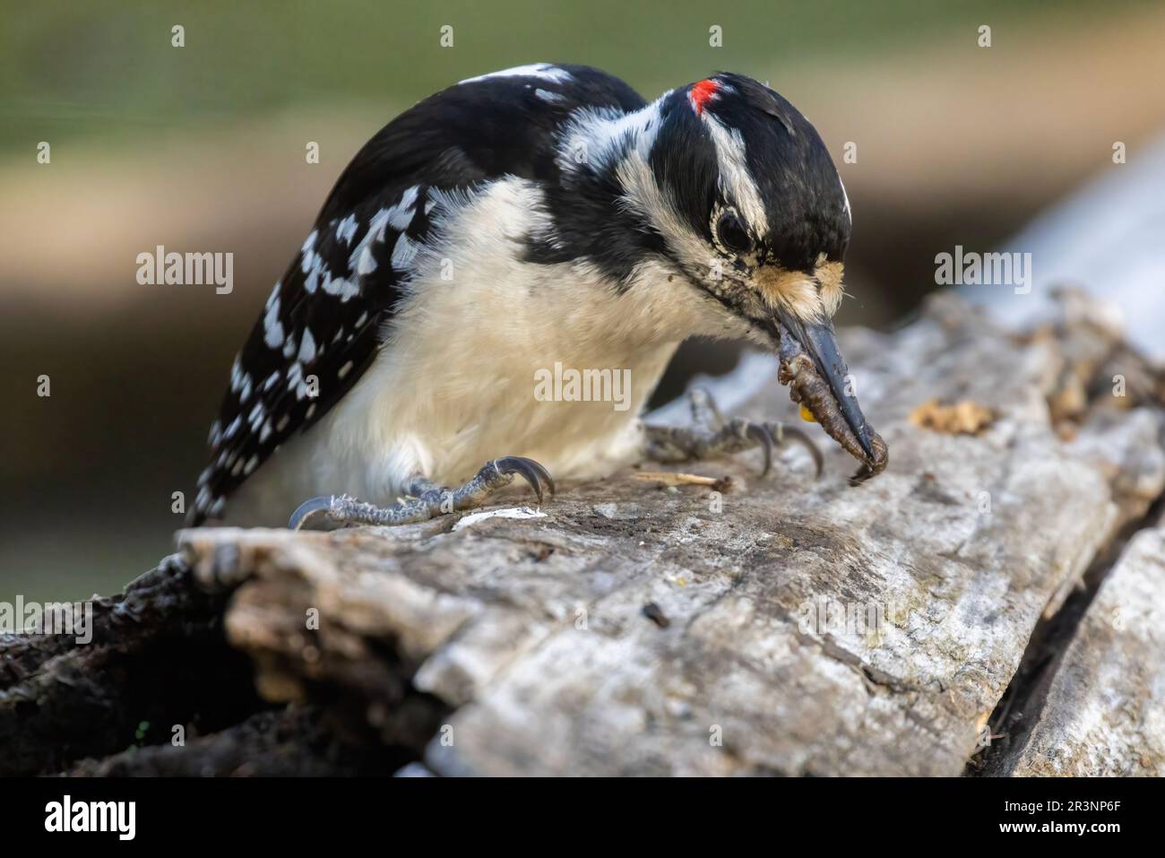 Hairy woodpecker (Leuconotopicus villosus) in spring Stock Photo - Alamy