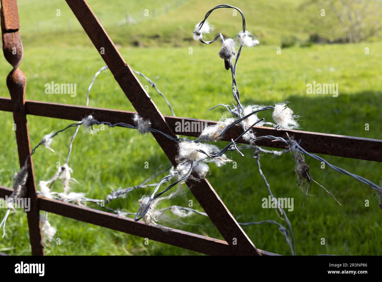 Tufts of sheep's fur caught on a barbed wire fence Stock Photo - Alamy