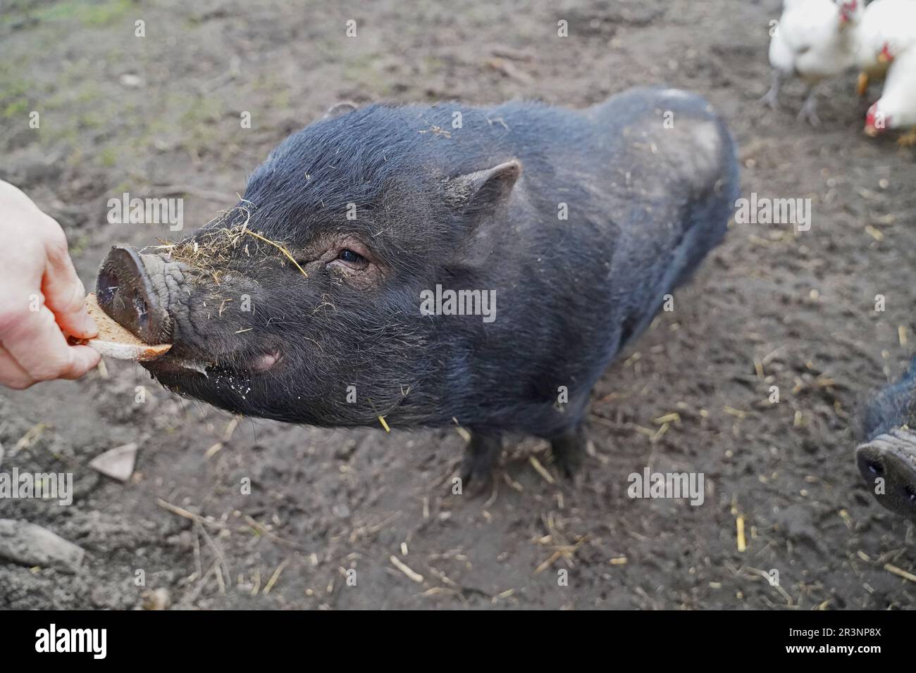 1 year old mini pigs and their parents outdoors Stock Photo - Alamy