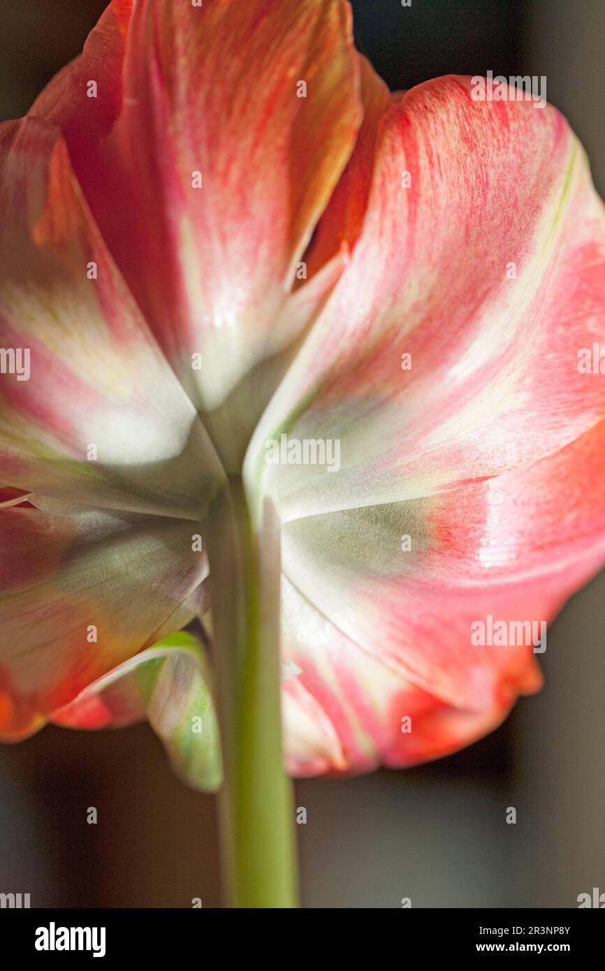 Backside of a flower hi-res stock photography and images - Alamy