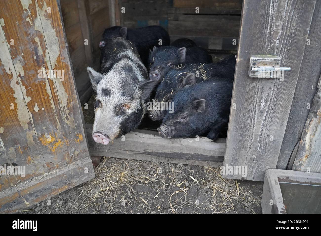Minipig mini pig pigs hi-res stock photography and images - Alamy