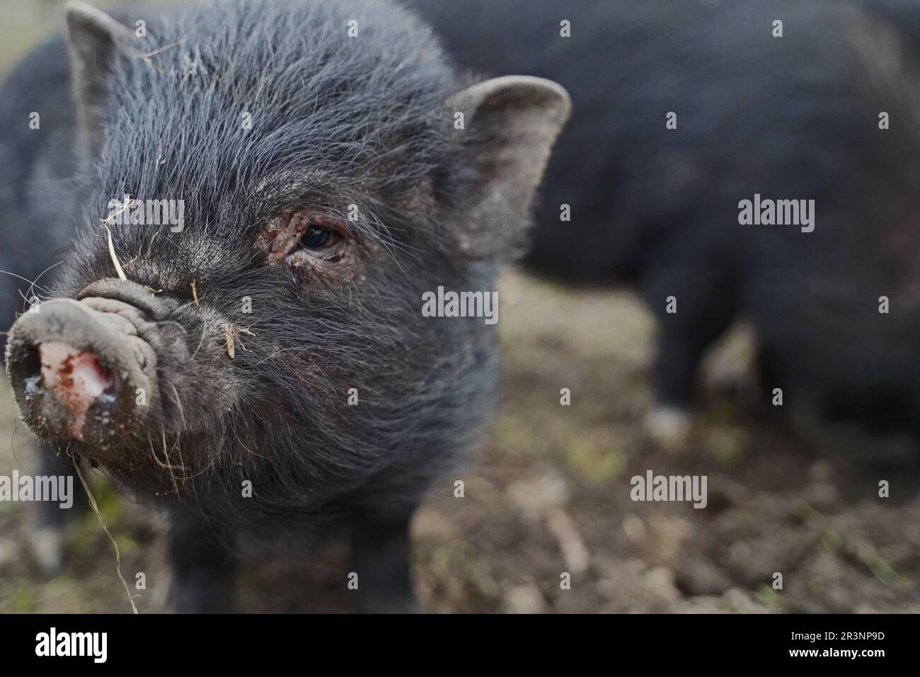 Minipig mini pig pigs hi-res stock photography and images - Alamy