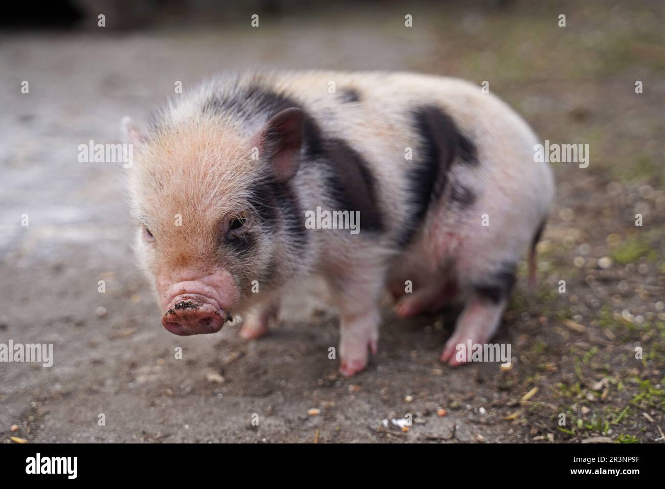 Mini pigs babies at the first walk outside Stock Photo - Alamy