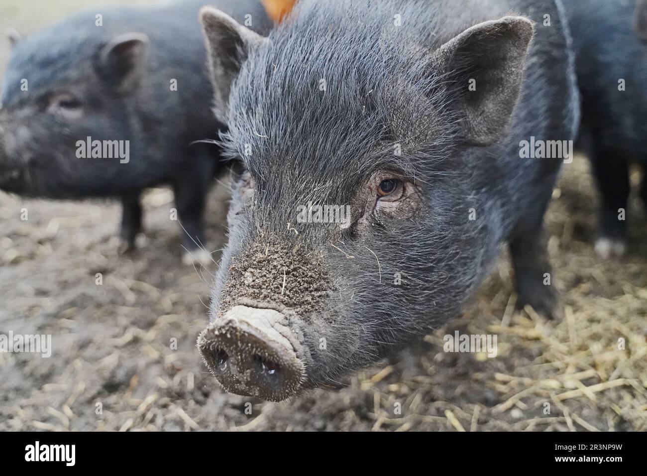 1 year old mini pigs and their parents outdoors Stock Photo - Alamy