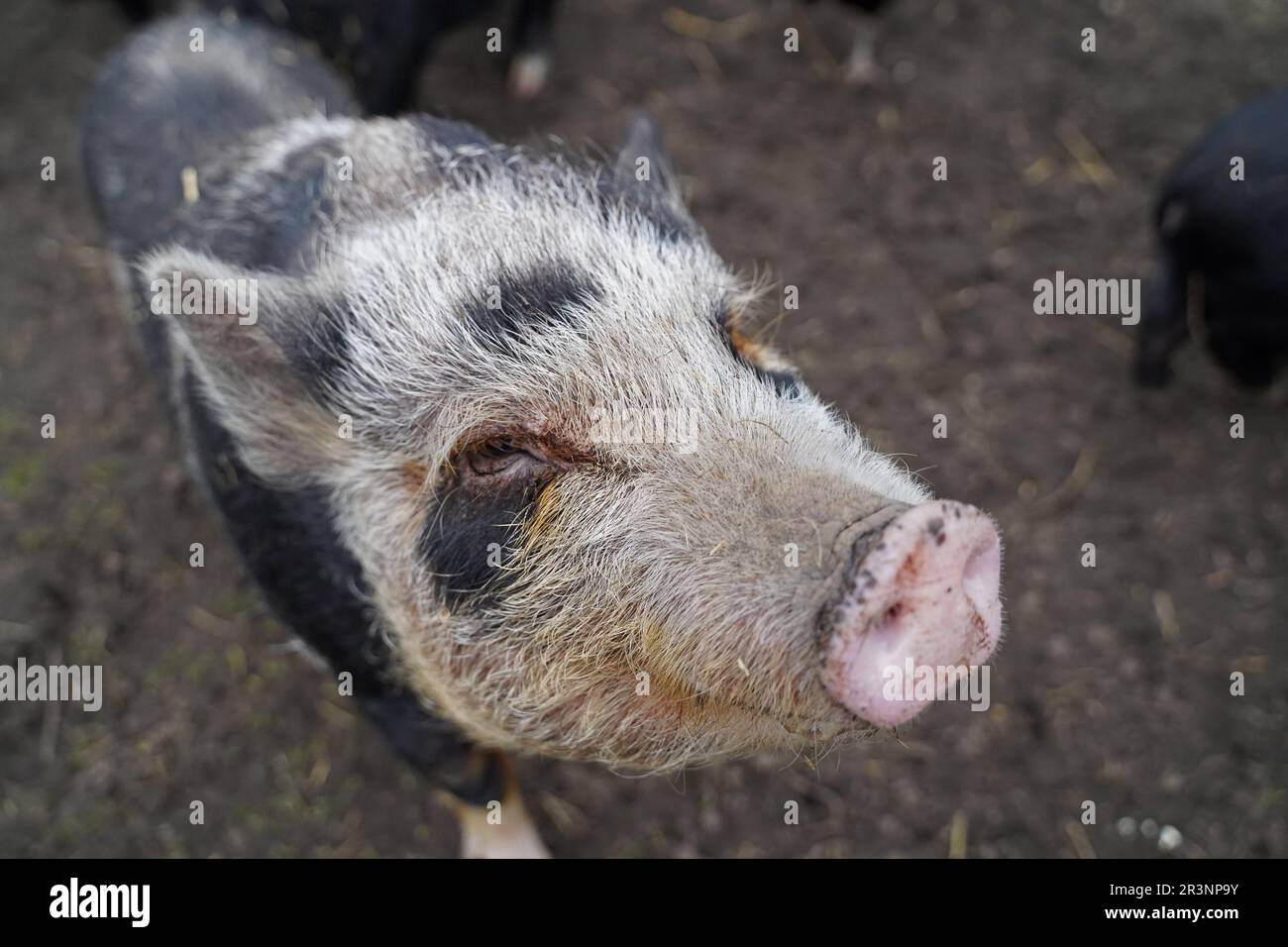 Old mini hi-res stock photography and images - Alamy