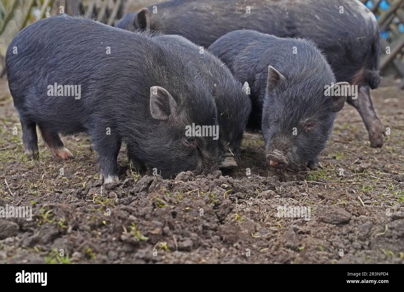1 year old mini pigs and their parents outdoors Stock Photo - Alamy