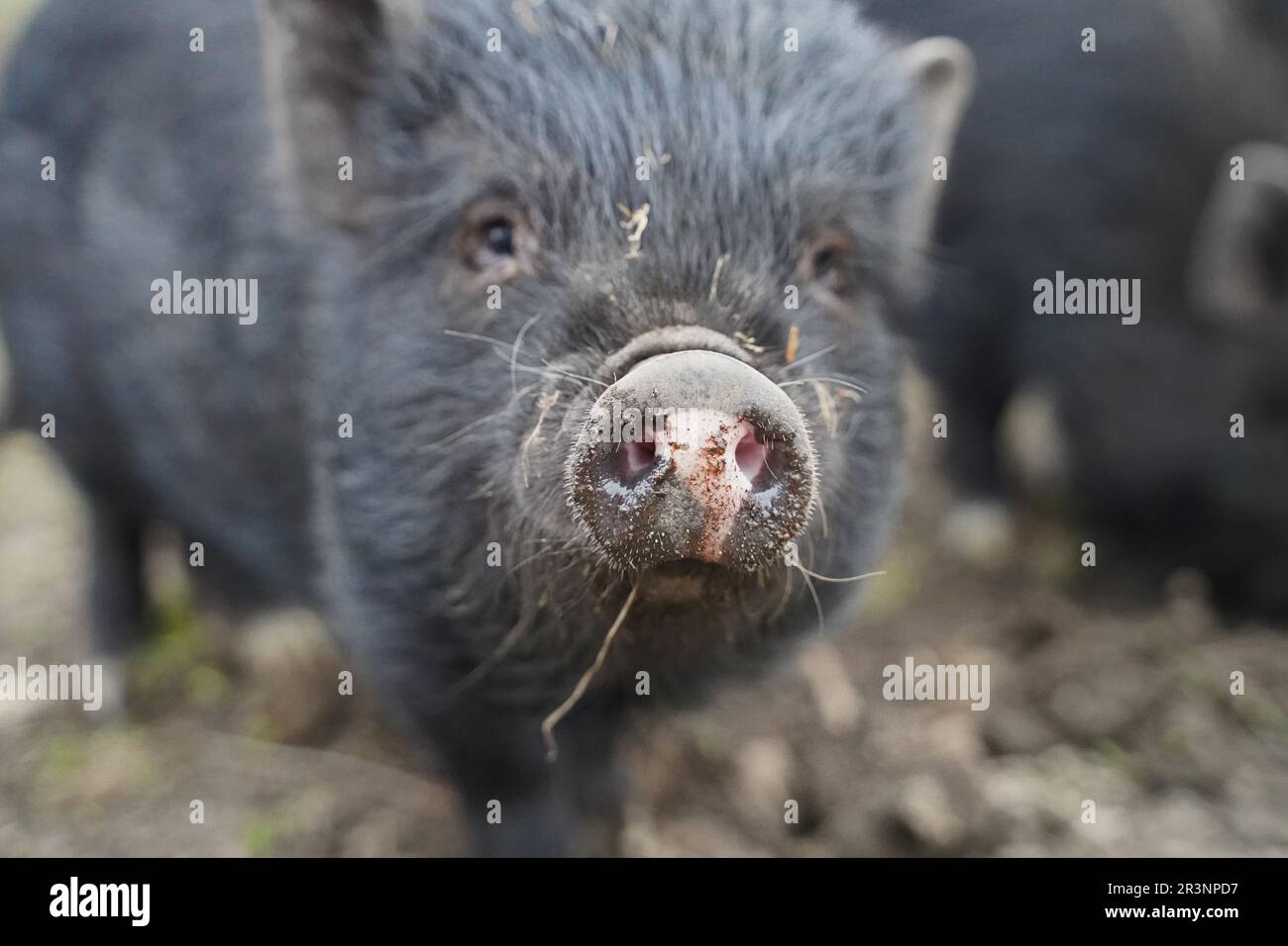 Old pigs hi-res stock photography and images - Alamy