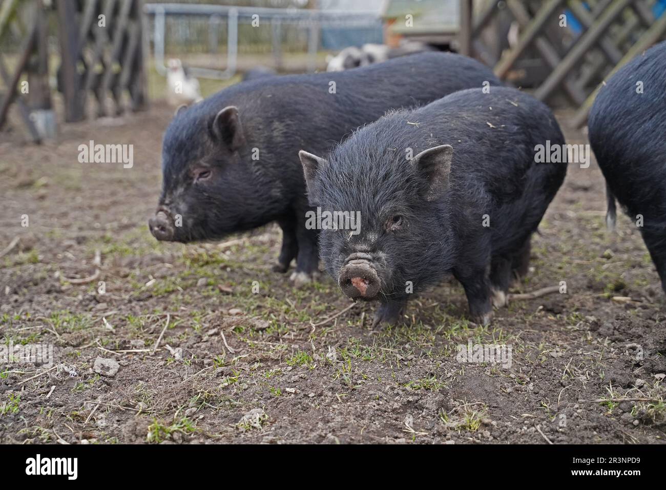 1 year old mini pigs and their parents outdoors Stock Photo - Alamy