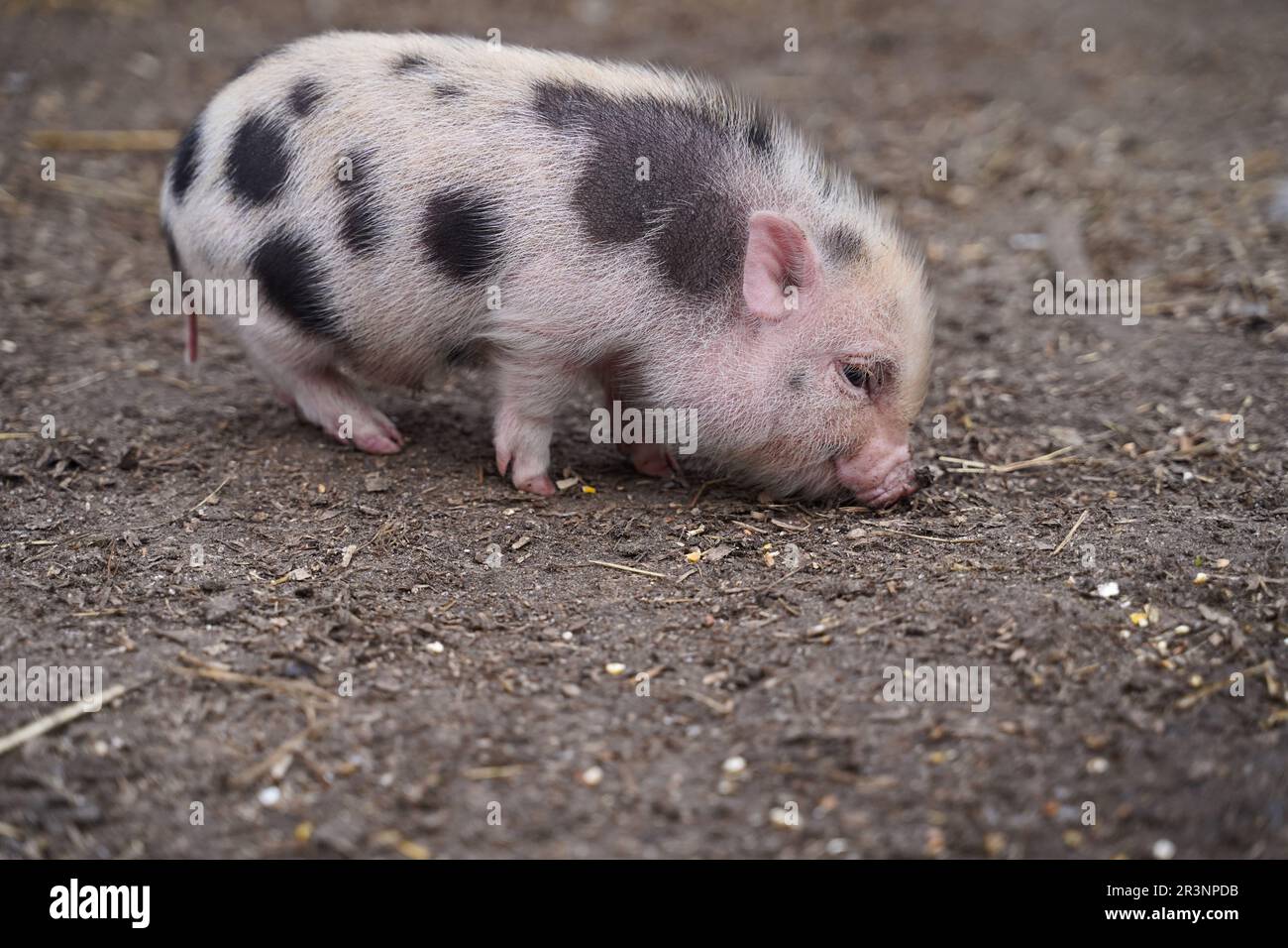Minipig mini pig pigs hi-res stock photography and images - Alamy