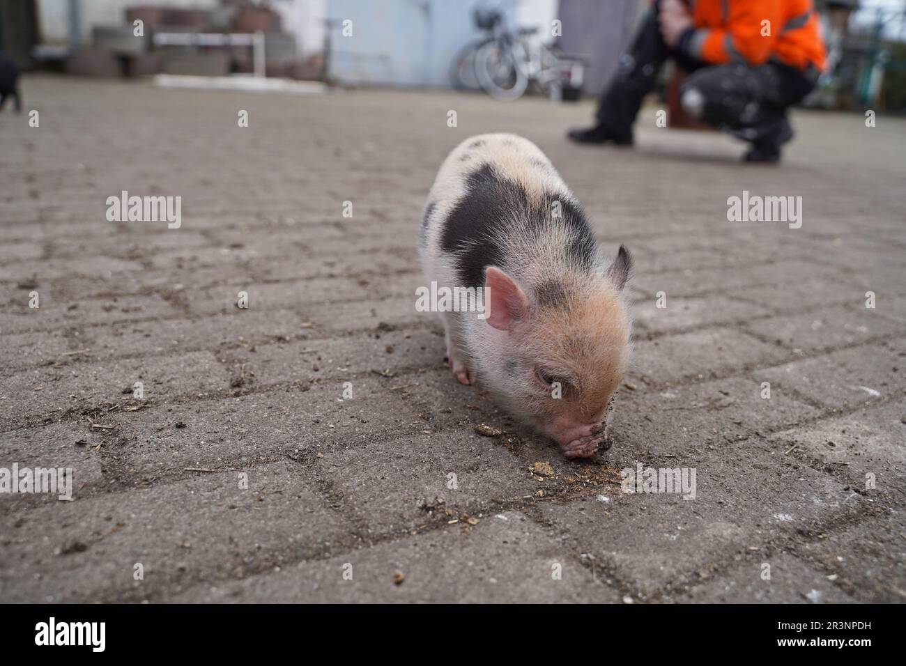 Mini pigs babies at the first walk outside Stock Photo - Alamy
