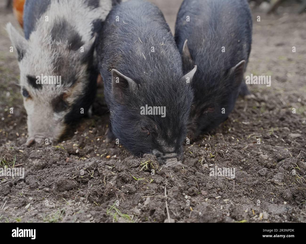 1 year old mini pigs and their parents outdoors Stock Photo - Alamy