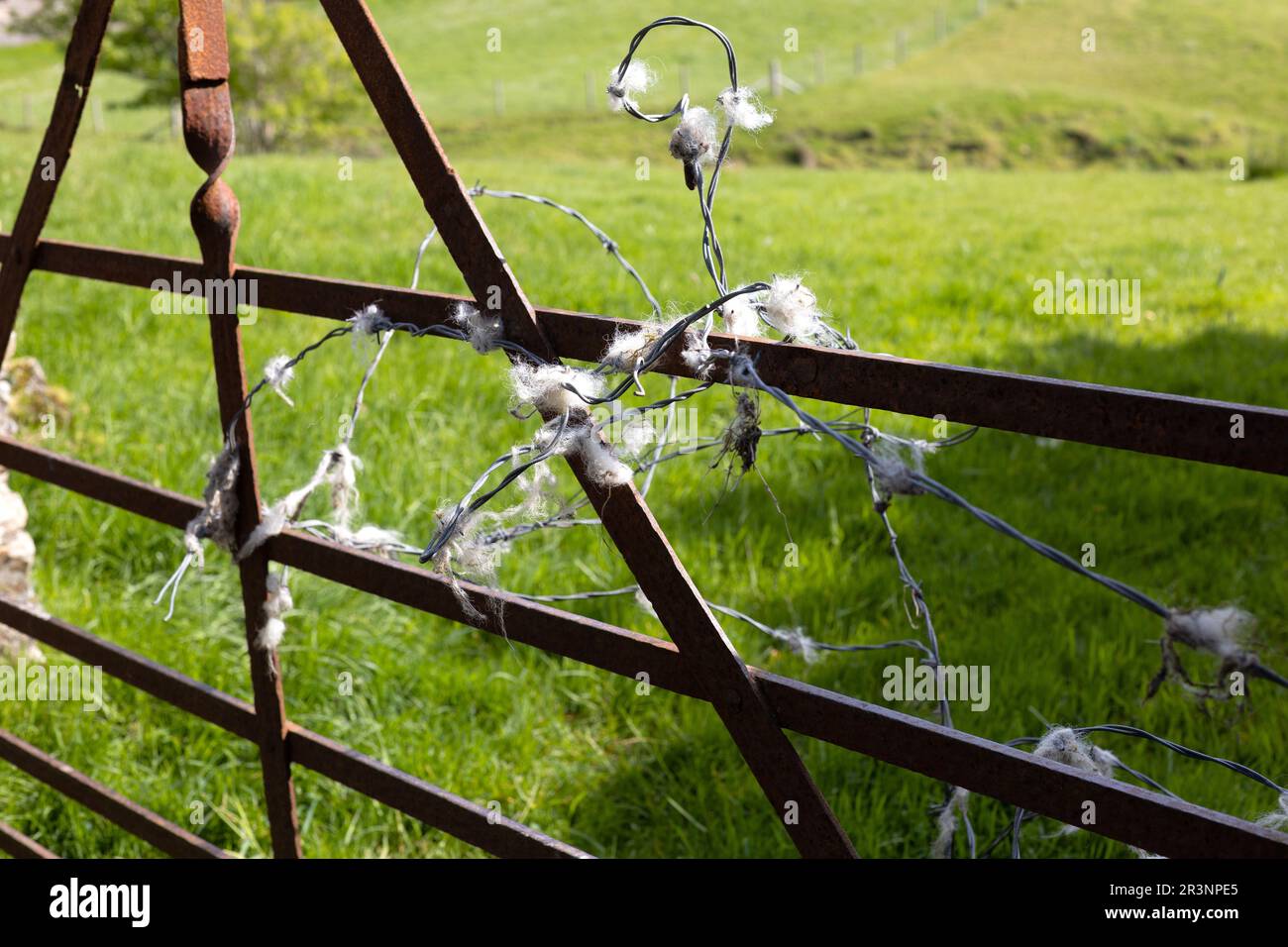 Tufts of sheep's fur caught on a barbed wire fence Stock Photo - Alamy